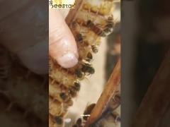 See Why Choose 10-HDA Organic Fresh Royal Jelly Light Yellow Natural Food