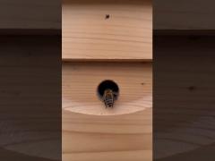 How Close Is the Honey Source to the Hive?