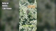 Pure Wubei Flower Honey Natural TCM Benefits