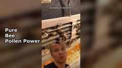 Pure Natural Bee Pollen Superfood,Let it protect your health