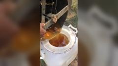 Bee Star Organic White Acacia Honey
