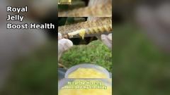 Natural Royal Jelly Boost Immunity & Energy