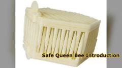 Safe Queen Bee Introduction Queen Rearing Cage