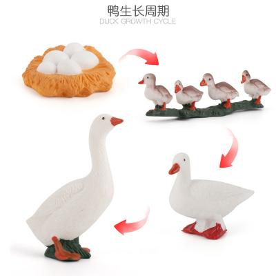 Cina Ciclo di vita dell' anatra Figure Toy Modello per ragazzi ragazze bambini in vendita