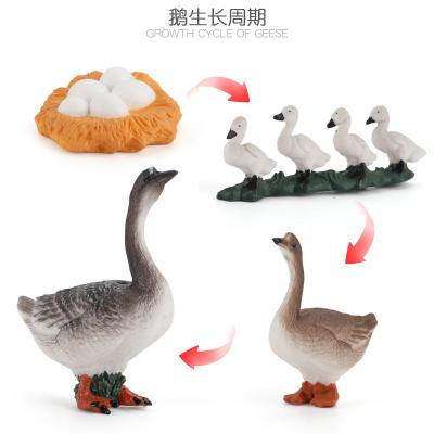 Cina Ciclo di vita dell'oca Figure Toy Modello Per Ragazzi Ragazze in vendita