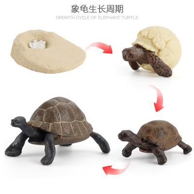 Cina Elefante tartaruga ciclo di vita figura giocattolo modello per ragazzi ragazze bambini in vendita