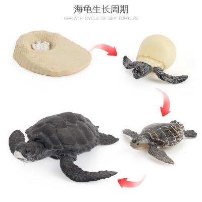 Cina Ciclo di vita della tartaruga del Mar Nero Figure Model Toy For Boys Girls Kids in vendita