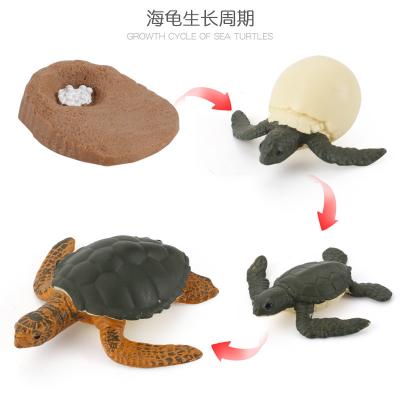 Cina Tartaruga del mare verde Ciclo di vita Figure Model Toy Per Ragazzi Ragazze Bambini in vendita