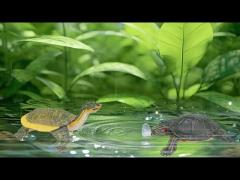 Ensemble de jouets éducatifs pour animaux de mer conforme à la norme ASTM F963 et à la norme CPSIA - requin, dauphin, pieuvre, tortue