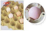 China Biodegradable Mold Paper Egg Tray Making Machine 153KW for sale