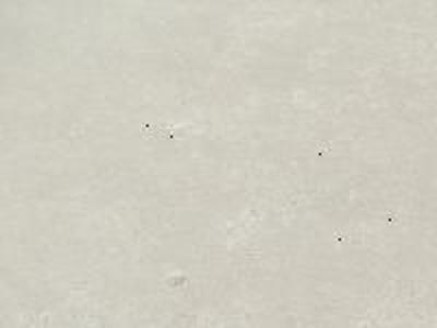 China Disc Blade-03 flat top disc blade for sale