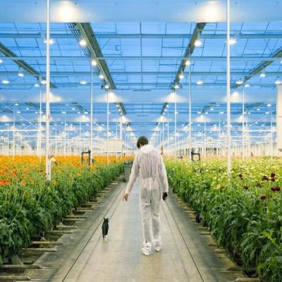 Cina Sistema solare d'acciaio sostenibile leggero regolabile della serra del film in vendita