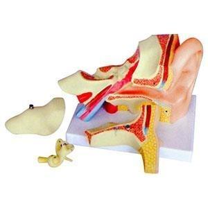 China Human Anatomical Model-Ear for sale