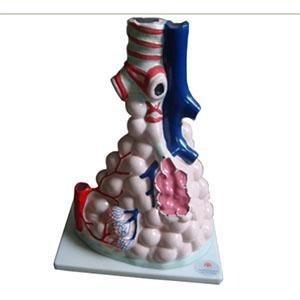 China Human Anatomical Model-Other organs for sale