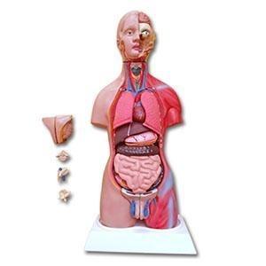 China Human Torso model for sale