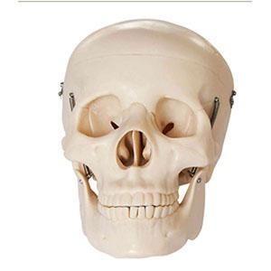 China Human Skeleton Model-Natural large skull model for sale