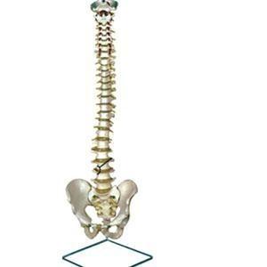China Human Skeleton Model-Spine Model for sale