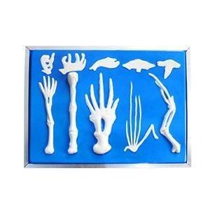 China Human Skeleton Model-Hand & Foot Model for sale
