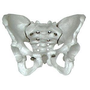 China Human Skeleton Model- Pelvis Model for sale