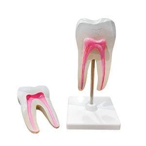 China Human Skeleton Model-Teeth Model for sale