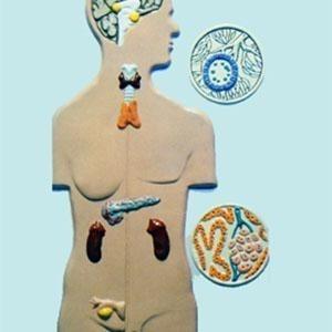 China Human Relief Model for sale
