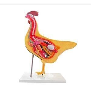 China Animal anatomy model for sale