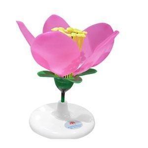 China Flower and seed model for sale