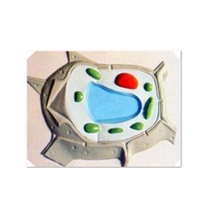 China Relief model of plant cell for sale