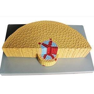 China Monocotyledon & Dicotyledon root model for sale