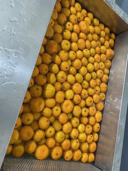 Quality Factory Price Stainless Steel Automatic Orange lemon peeling and juicing machine for sale