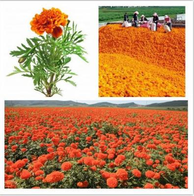 China Chinese food additives potassium sorbate for sale