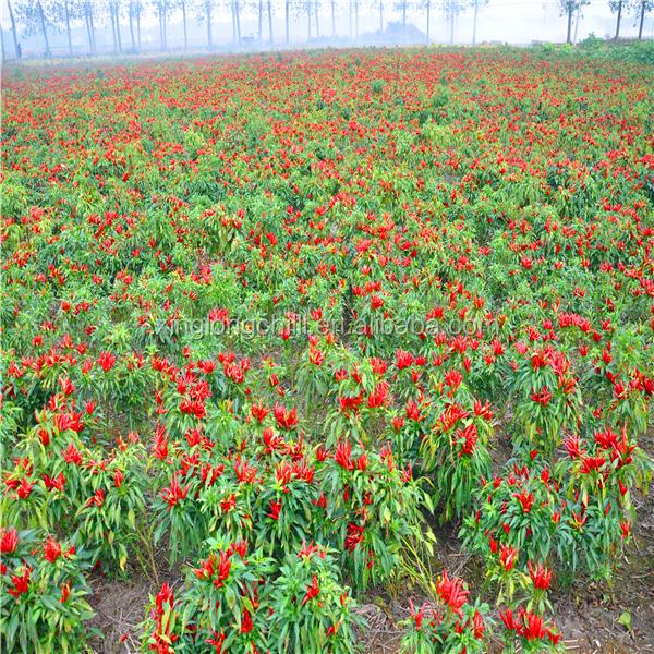 Dried hot pepper for food ingredient buyer