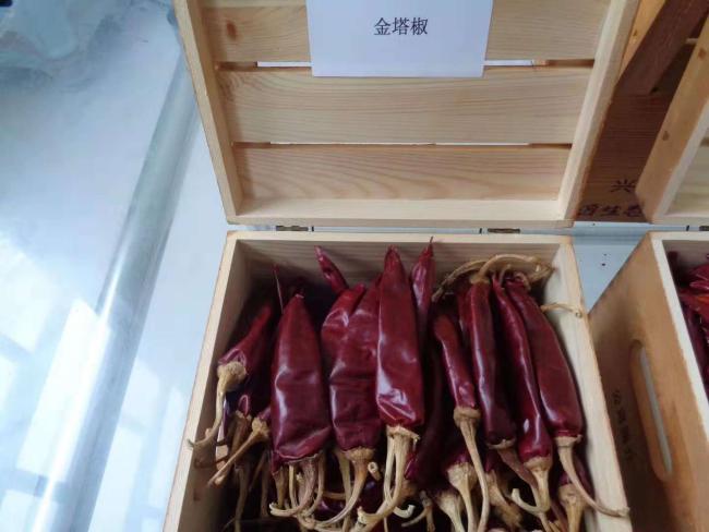 Guajillo Chile Sweet Red Chilli Pepper