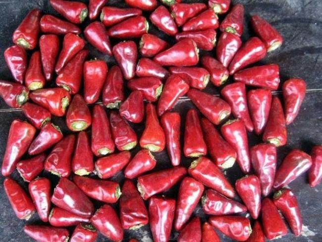 Nuova generazione a secco 0 di Xinyidai dei peperoncini rossi della pallottola dei peperoncini rossi Stemless di Chaotian di prezzo basso di alta qualità