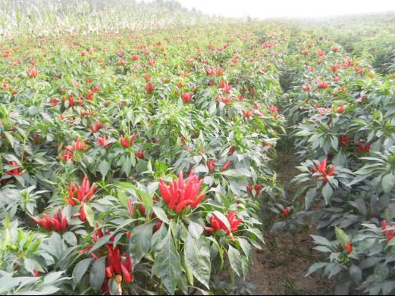 Jinta Chili Peppers The Perfect Ingredient for Hot Pot Hot Sauce and Spicy Snacks