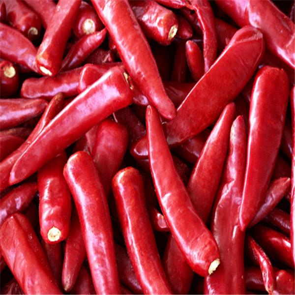Whole Dried Red Chili Peppers with Stemless Ingredients Add Some Spice to Your Meals