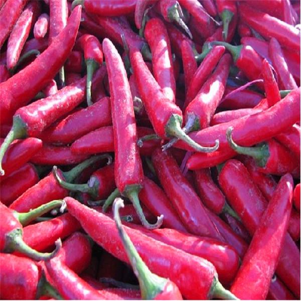 Whole Dried Red Chili Peppers with Stemless Ingredients Add Some Spice to Your Meals