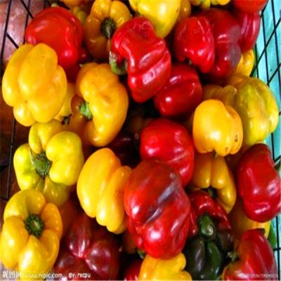 Cina 220 ASTA Sweet Paprika Pepper Non non hanno irradiato senza semi pigmento in vendita