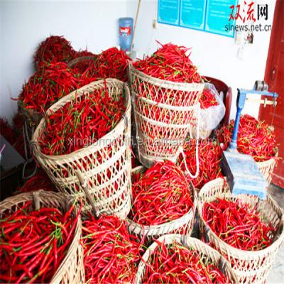 Cina 100g Erjingtiao ha asciugato Chilis piccante chiuso sotto vuoto in vendita