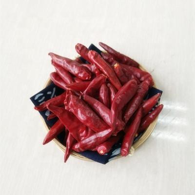 Cina Peppi di cayenne secchi 4 - 7 cm Sapore pungente forte in vendita