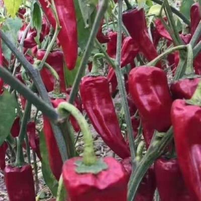 China Yidu Chili met scherpe chili smaak Te koop