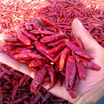 Cina Hot Pot/ cucina del Sichuan peperoncini rossi secchi 4-7 cm con 50 punti piccanti in vendita
