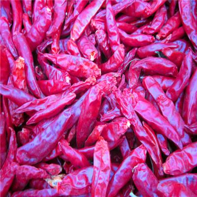 Cina 4-7cm Cayenne Pimentoni rossi secchi Condizioni di conservazione Luogo fresco e asciutto in vendita