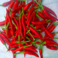 China Vochtigheid gecontroleerd op 14% Max Warme chilipepers 4-7 cm van superieure kwaliteit Te koop