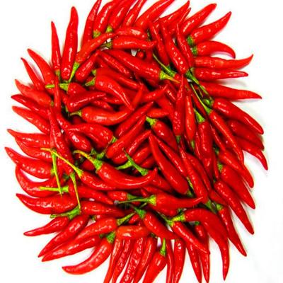 Cina Peppi rossi secchi al sole con umidità garantita 14% Max in vendita