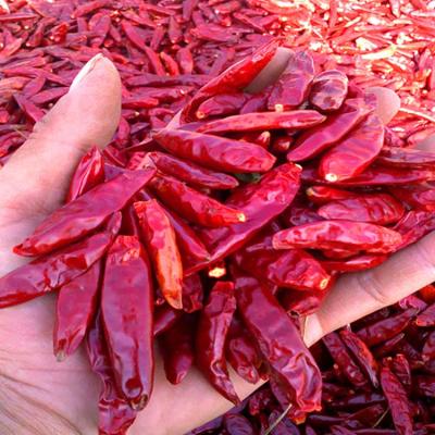 Cina Pimentoni peperoncini umidità 12% max umidità controllata peperoni in vendita