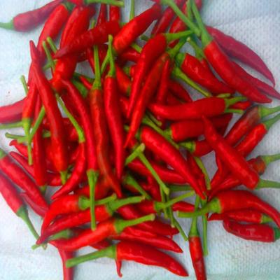 Cina 4-7cm Pimentoni rossi secchi Condizioni di conservazione Luogo fresco e asciutto in vendita