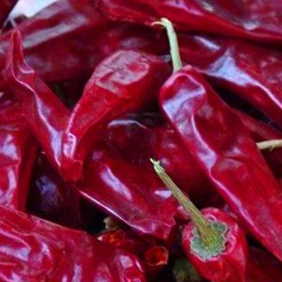 Cina Peppi rossi essiccati all'aria per la pentola piccante e la cucina del Sichuan in vendita