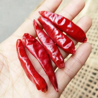 Cina 100 g di peperoncino rosso secco cinese di Tianjin con una scala di 100 - 150 mm in vendita