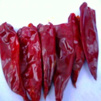 Cina Origine Sichuan pepe di peperoncino secco con fusto da 4 a 7 cm in vendita